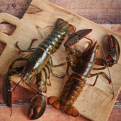 Hải Sản Tươi Sống Giá Rẻ Chất Lượng Vua Tôm Hùm Tại Hà Nội Và TPHCM