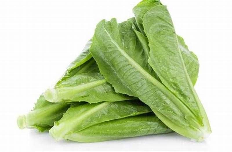 Xà lách Roman - Roman Lettuce – MOONMILK - PREMIUM IMPORTED FOOD MARKET