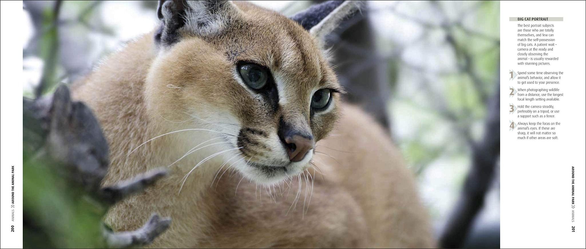 How to Photograph Absolutely Everything_Tom Ang_9781465480255_DORLING ...