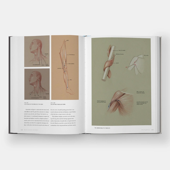 Basic Human Anatomy : An Essential Visual Guide for Artists – ARTBOOK Basic Human Anatomy : An Essential Visual Guide for Artists – ARTBOOK