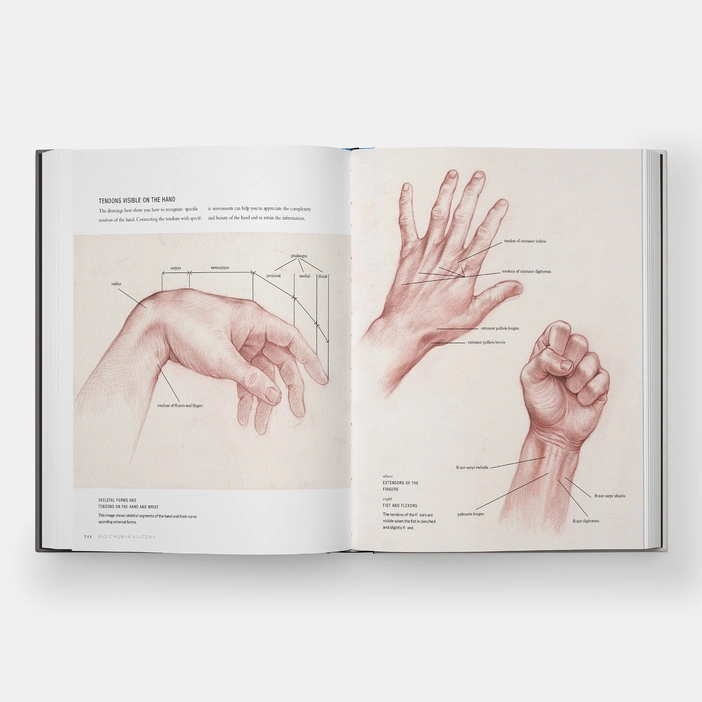 Basic Human Anatomy : An Essential Visual Guide for Artists – ARTBOOK Basic Human Anatomy : An Essential Visual Guide for Artists – ARTBOOK