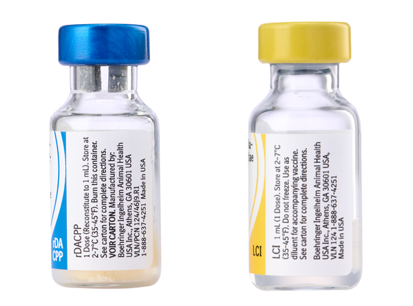 Vaccine Recombitek C6/CV (vaccine 7 bệnh cho chó) – viphapet