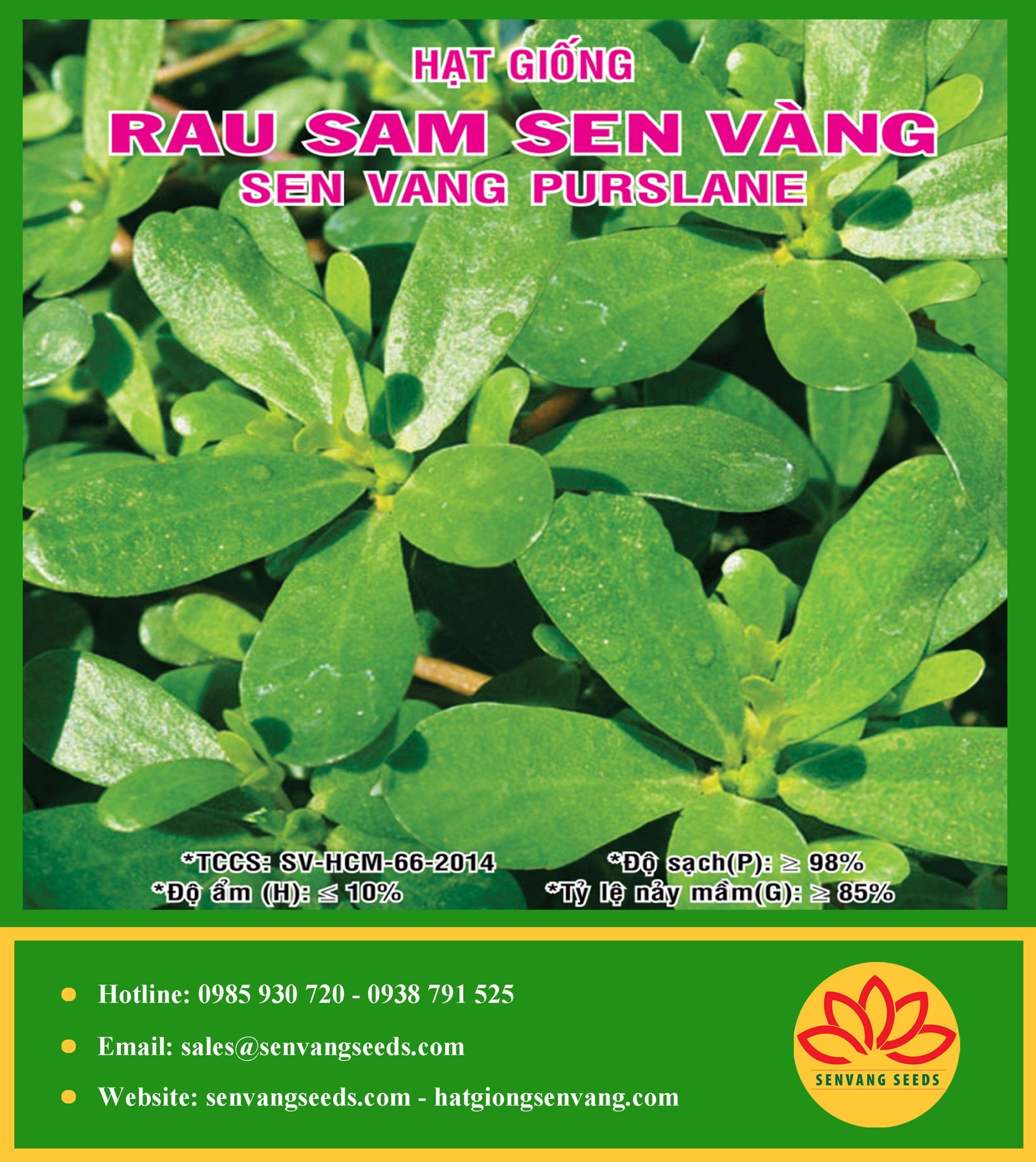 RAU SAM SEN VÀNG – Công ty TNHH Hạt Giống Sen Vàng