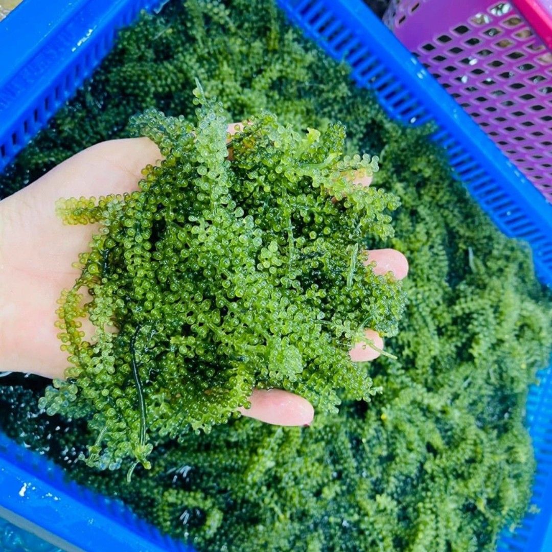 Rong nho – Hải Sản Sài Gòn