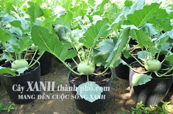 Mách bạn cách làm đất trồng rau màu mỡ để rau tươi tốt – CÔNG TY CP CÂY ...