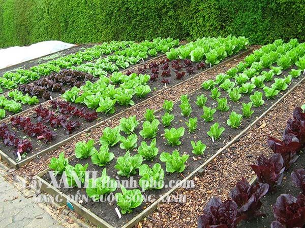 Mách bạn cách làm đất trồng rau màu mỡ để rau tươi tốt – CÔNG TY CP CÂY ...