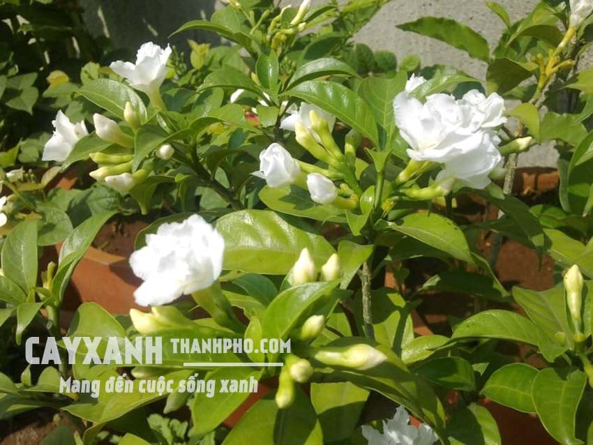 Cây lài tây – Hoa đẹp, dáng xinh, hương thơm hấp dẫn – CÔNG TY CP CÂY ...