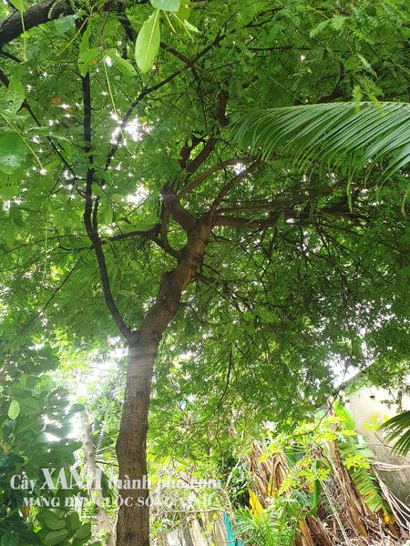 Cây Me | Cây Bóng Mát Cho Qủa Ngon – CÔNG TY CP CÂY XANH ĐÔ THỊ ĐẠI PHÚC