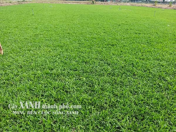 Cỏ lá tre – Báo giá cỏ lá tre và các phương pháp trồng cỏ – CÔNG TY CP ...