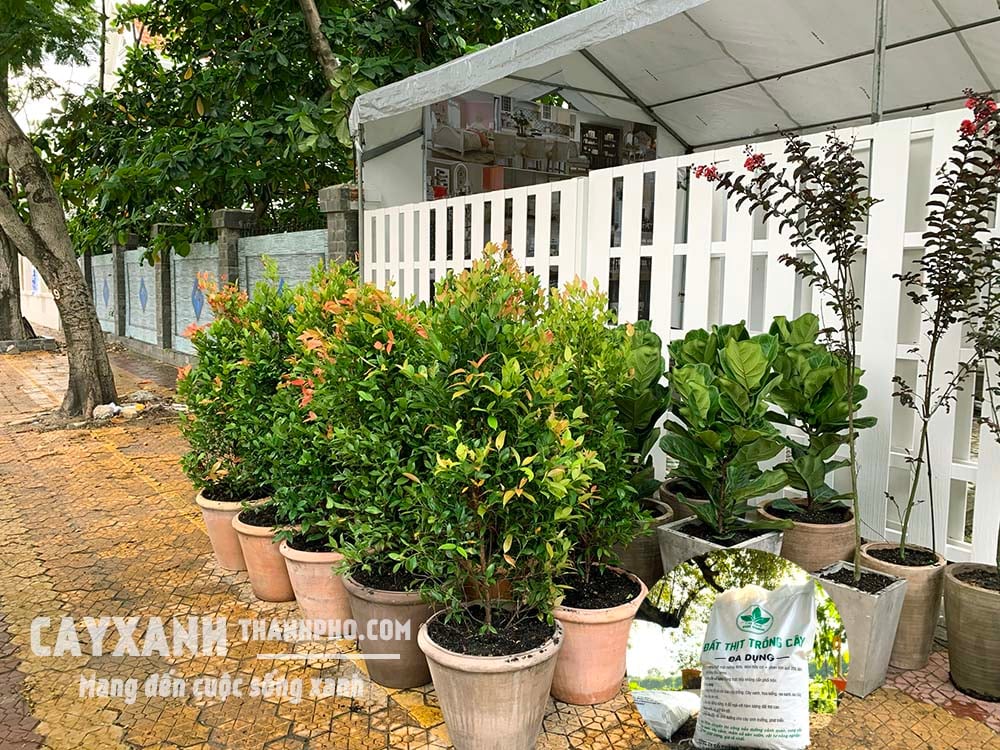 Đất trồng cây trong chậu - Vì sao nên dùng đất sạch trồng cây và mua đ ...