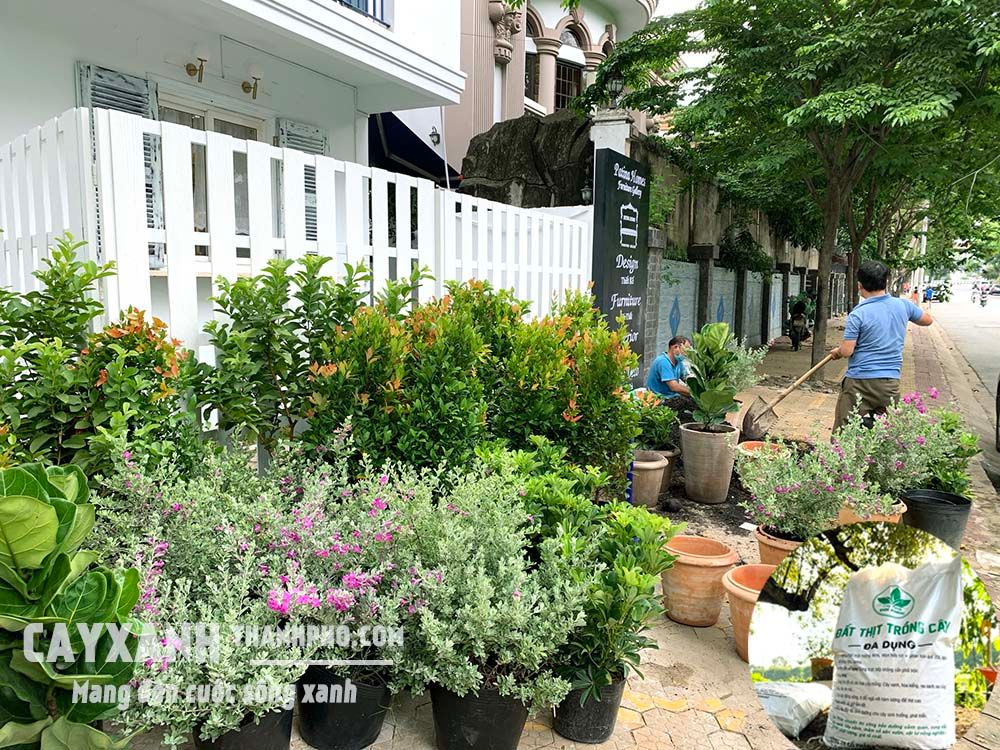 Đất trồng cây trong chậu - Vì sao nên dùng đất sạch trồng cây và mua đ ...