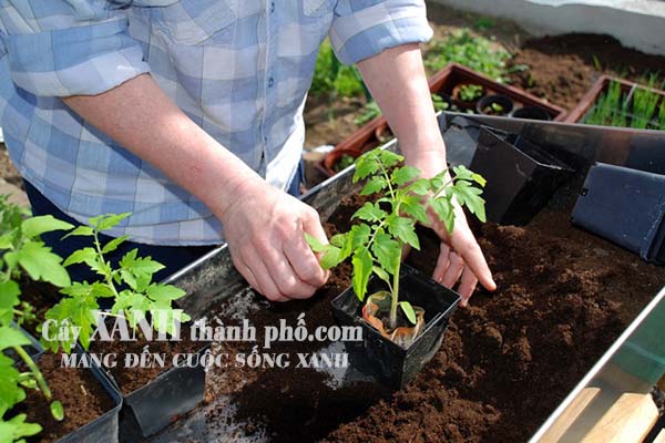 Đất trồng cây trong chậu - Vì sao nên dùng đất sạch trồng cây và mua đ ...