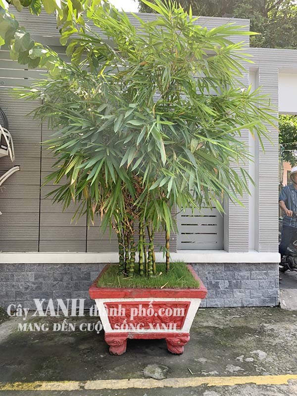 Cây tre trúc cảnh – CÔNG TY CP CÂY XANH ĐÔ THỊ ĐẠI PHÚC