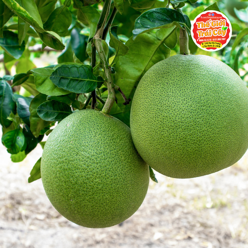 Bưởi da xanh Tân triều – Thế Giới Trái Cây
