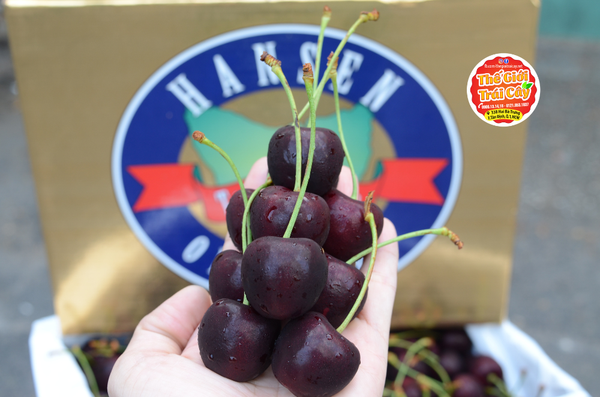 Cherry Úc HansenGold Tasmania size 30_32mm – Thế Giới Trái Cây