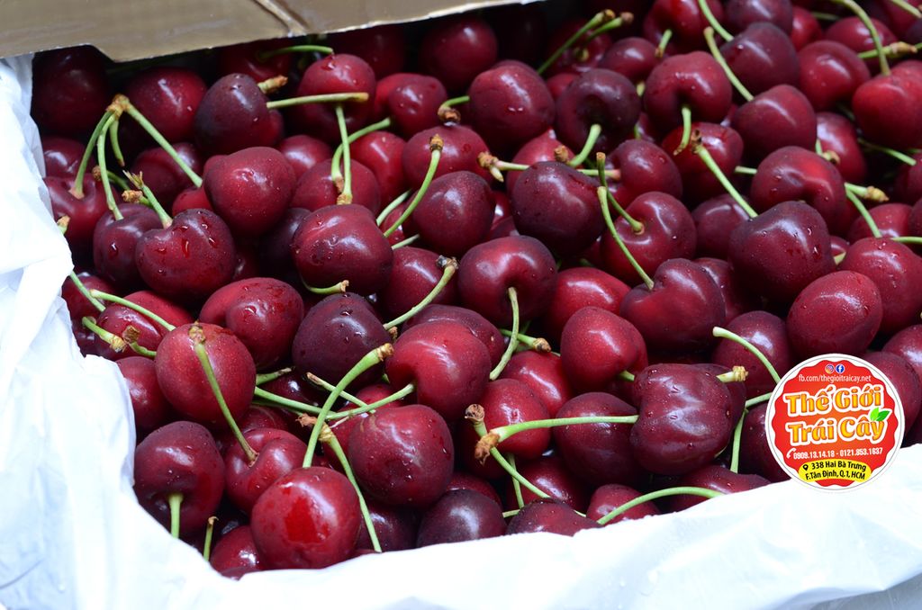 Cherry Úc Koala – Thế Giới Trái Cây