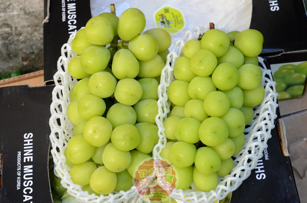 Nho Mẫu đơn Shine Muscat Hàn quốc – Thế Giới Trái Cây