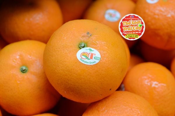 Quýt Úc Honey Murrcot – Thế Giới Trái Cây