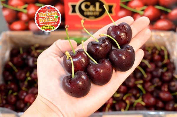 Cherry Chile size 3J – Thế Giới Trái Cây