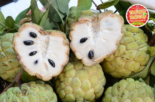 Mãng cầu Na – Thế Giới Trái Cây