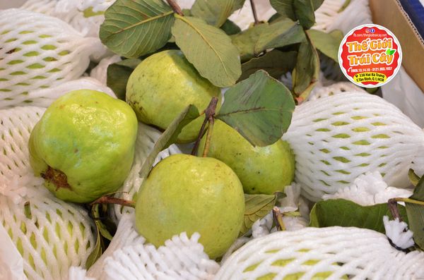 Ổi Ruby ruột đỏ – Thế Giới Trái Cây