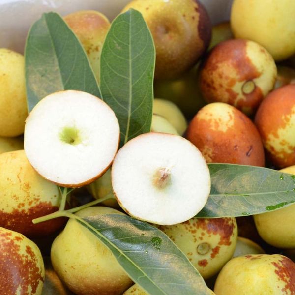 Hồng Táo (Táo tàu) nội đia Trung – Thế Giới Trái Cây