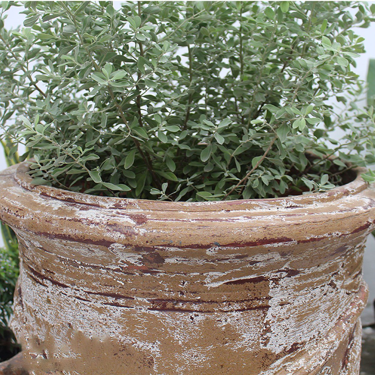 Antique Roman Vine Planter | AuroraPots