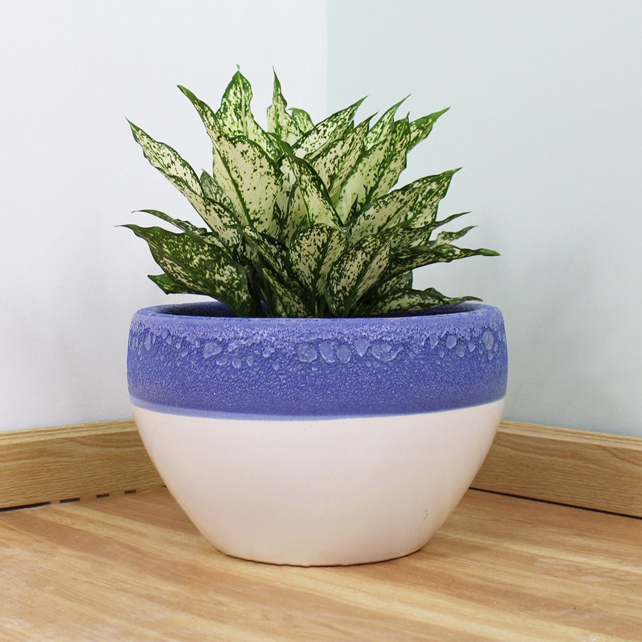 Ceramic Indoor Planters with Blue Trim | AuroraPots – Aurora Pots