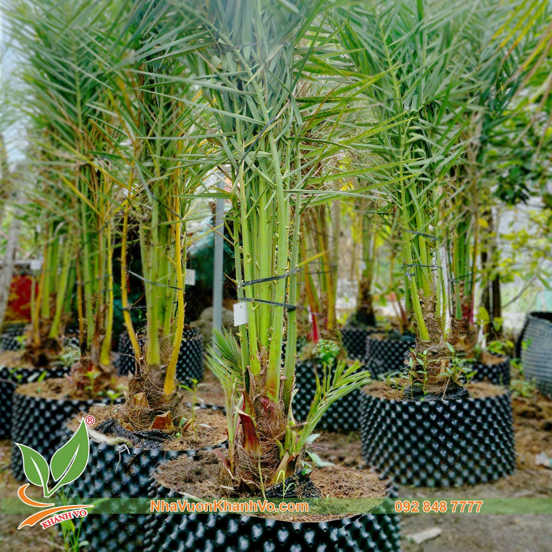 Cây Chà Là Barhee TRƯỞNG THÀNH trồng cảnh quan ẤN TƯỢNG – NHÀ VƯỜN ...