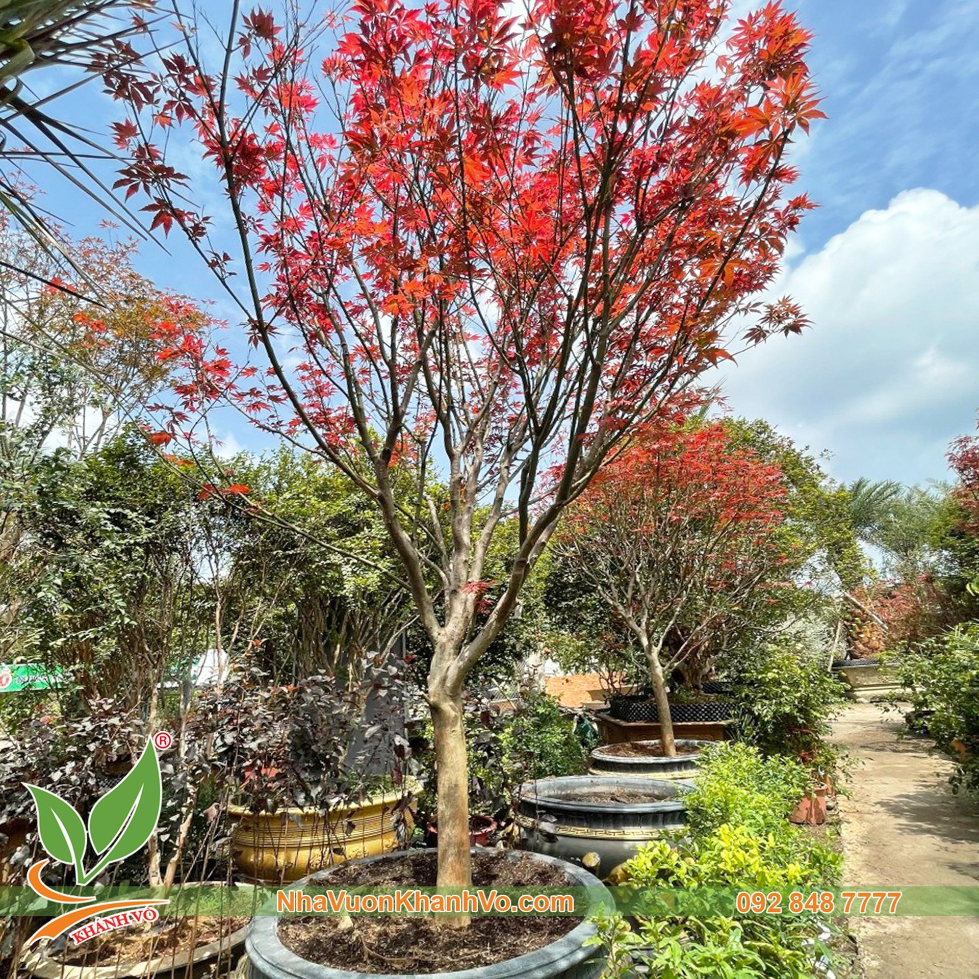 Cây Phong Lá Đỏ Nhật Bản gốc lớn hơn 30cm – NHÀ VƯỜN KHÁNH VÕ - CÂY ĐỘC LẠ