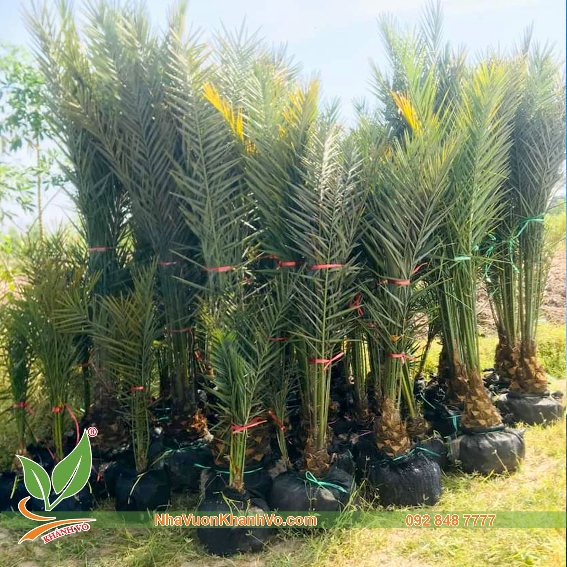 Cây Chà Là Barhee TRƯỞNG THÀNH trồng cảnh quan ẤN TƯỢNG – NHÀ VƯỜN ...