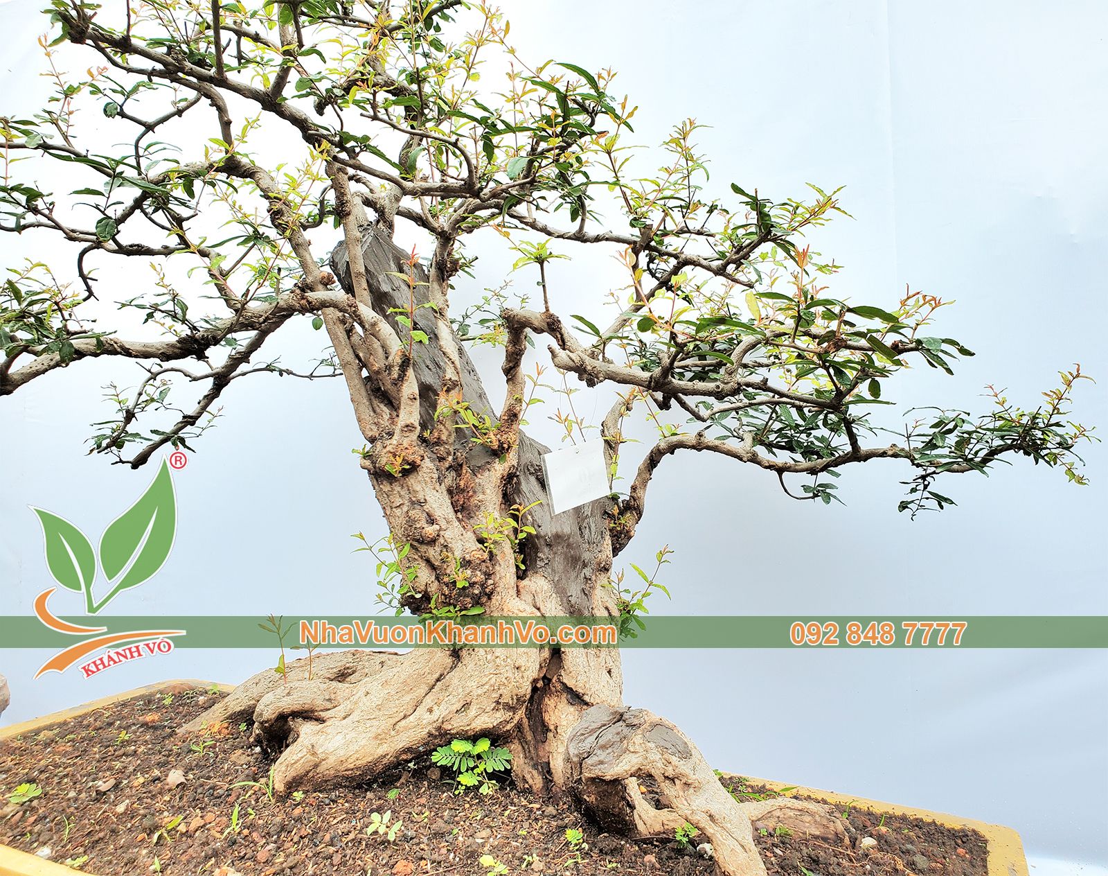 Bán Cây lựu bonsai cổ thụ nhiều năm tuổi – NHÀ VƯỜN KHÁNH VÕ - CÂY ĐỘC LẠ