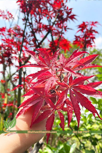 Cây Phong Lá Đỏ Cao 1,4m – NHÀ VƯỜN KHÁNH VÕ - CÂY ĐỘC LẠ