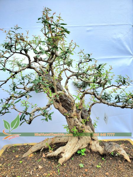 Bán Cây lựu bonsai cổ thụ nhiều năm tuổi – NHÀ VƯỜN KHÁNH VÕ - CÂY ĐỘC LẠ