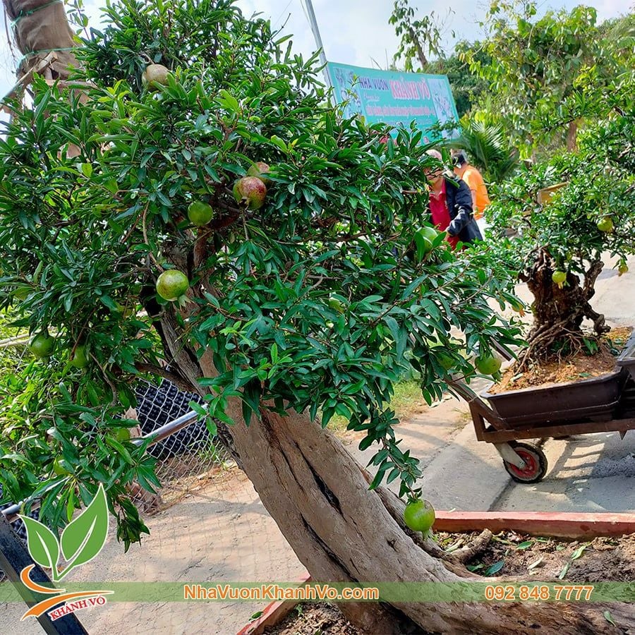 Bán Cây lựu bonsai cổ thụ nhiều năm tuổi – NHÀ VƯỜN KHÁNH VÕ - CÂY ĐỘC LẠ