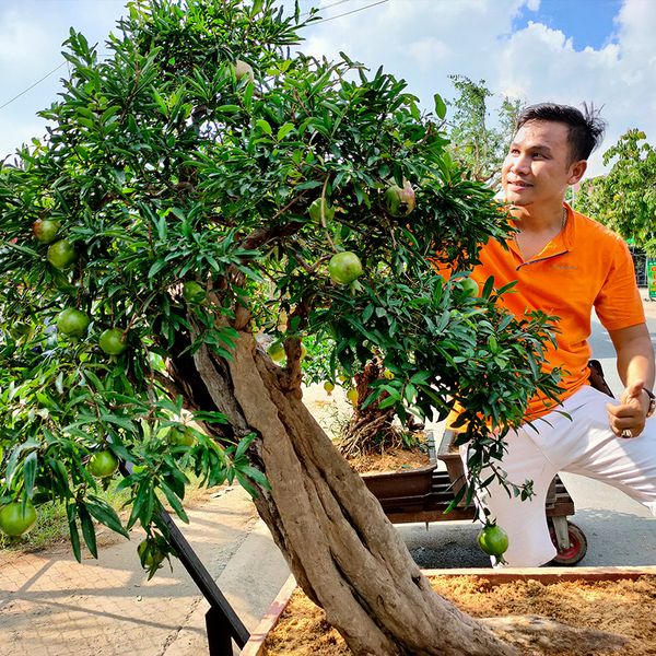Bán Cây lựu bonsai cổ thụ nhiều năm tuổi – NHÀ VƯỜN KHÁNH VÕ - CÂY ĐỘC LẠ