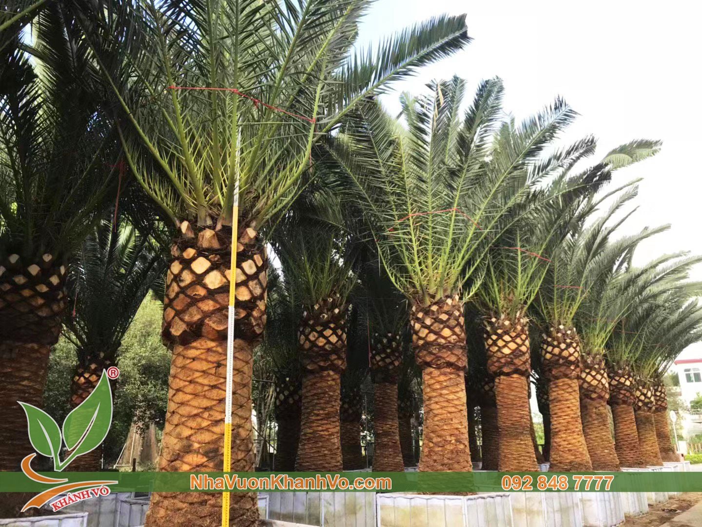 Cây Chà Là Canary – Điểm Nhấn Sang Trọng Cho Cảnh Quan Đẳng Cấp – NHÀ ...