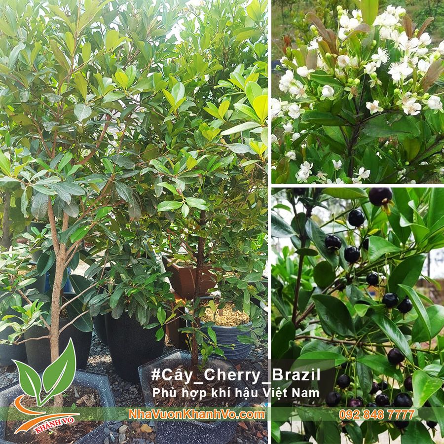 CÂY CHERRY BRAZIL TRƯỞNG THÀNH CAO 2,5M - ĐANG TẠO TÁN – NHÀ VƯỜN KHÁNH ...