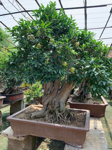 CÂY LỰU BONSAI - CÂY CẢNH PHONG THUỶ – NHÀ VƯỜN KHÁNH VÕ - CÂY ĐỘC LẠ