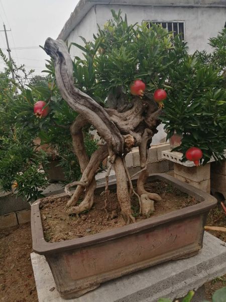 CÂY LỰU BONSAI - CÂY CẢNH PHONG THUỶ – NHÀ VƯỜN KHÁNH VÕ - CÂY ĐỘC LẠ