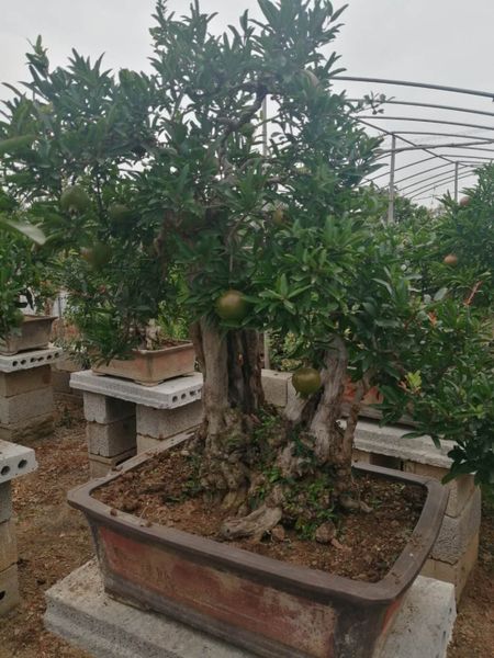 CÂY LỰU BONSAI - CÂY CẢNH PHONG THUỶ – NHÀ VƯỜN KHÁNH VÕ - CÂY ĐỘC LẠ