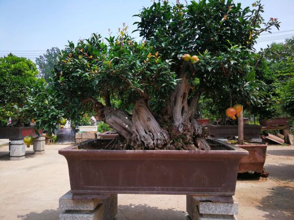 CÂY LỰU BONSAI - CÂY CẢNH PHONG THUỶ – NHÀ VƯỜN KHÁNH VÕ - CÂY ĐỘC LẠ
