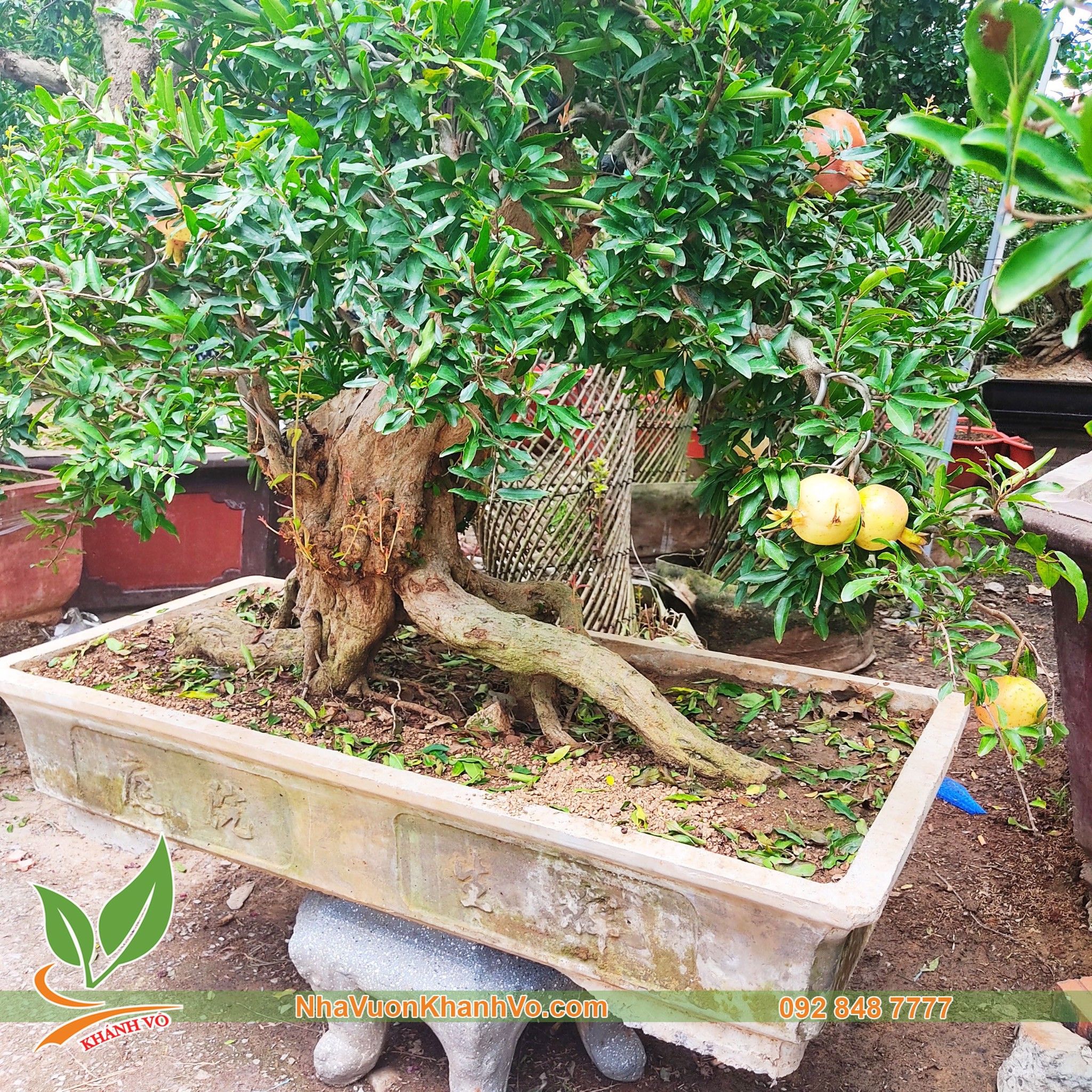 CÂY LỰU BONSAI CỔ THỤ 100 NĂM TUỔI – NHÀ VƯỜN KHÁNH VÕ - CÂY ĐỘC LẠ