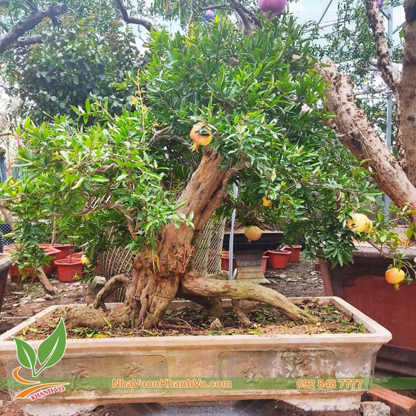 CÂY LỰU CẢNH – NHÀ VƯỜN KHÁNH VÕ - CÂY ĐỘC LẠ