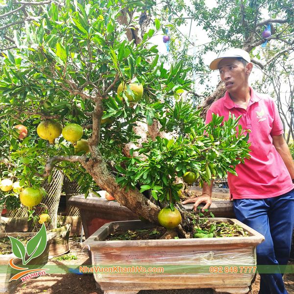 CÂY LỰU BONSAI CỔ THỤ 80 NĂM TUỔI – NHÀ VƯỜN KHÁNH VÕ - CÂY ĐỘC LẠ