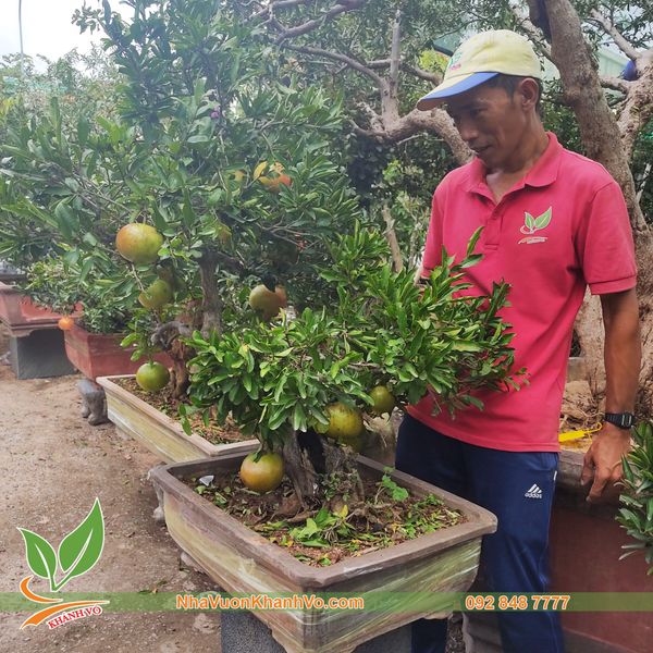 CÂY LỰU BONSAI CỔ THỤ 80 NĂM TUỔI – NHÀ VƯỜN KHÁNH VÕ - CÂY ĐỘC LẠ