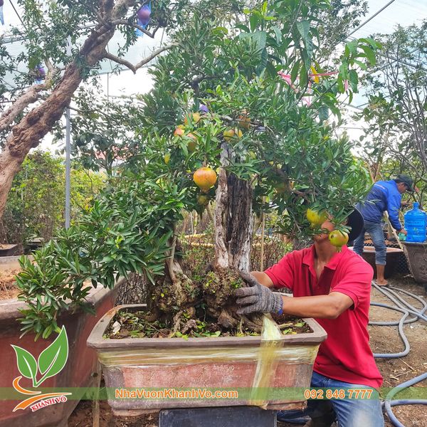 CÂY LỰU BONSAI CỔ THỤ 70 NĂM TUỔI – NHÀ VƯỜN KHÁNH VÕ - CÂY ĐỘC LẠ