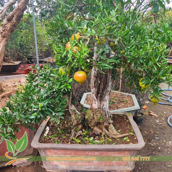 CÂY LỰU BONSAI CỔ THỤ 70 NĂM TUỔI – NHÀ VƯỜN KHÁNH VÕ - CÂY ĐỘC LẠ