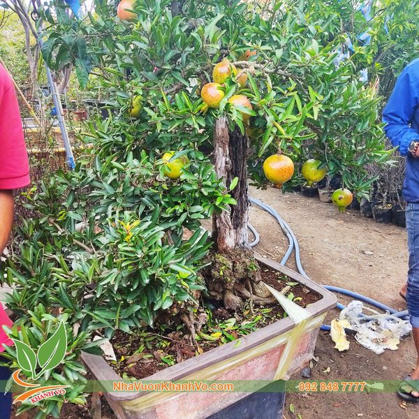 CÂY LỰU BONSAI CỔ THỤ 70 NĂM TUỔI – NHÀ VƯỜN KHÁNH VÕ - CÂY ĐỘC LẠ