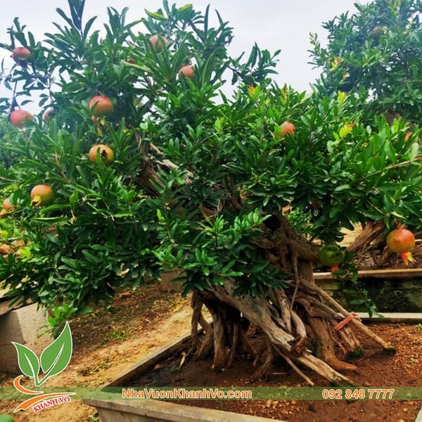 Cây Lựu Đỏ bonsai Gốc Độc Lạ – NHÀ VƯỜN KHÁNH VÕ - CÂY ĐỘC LẠ